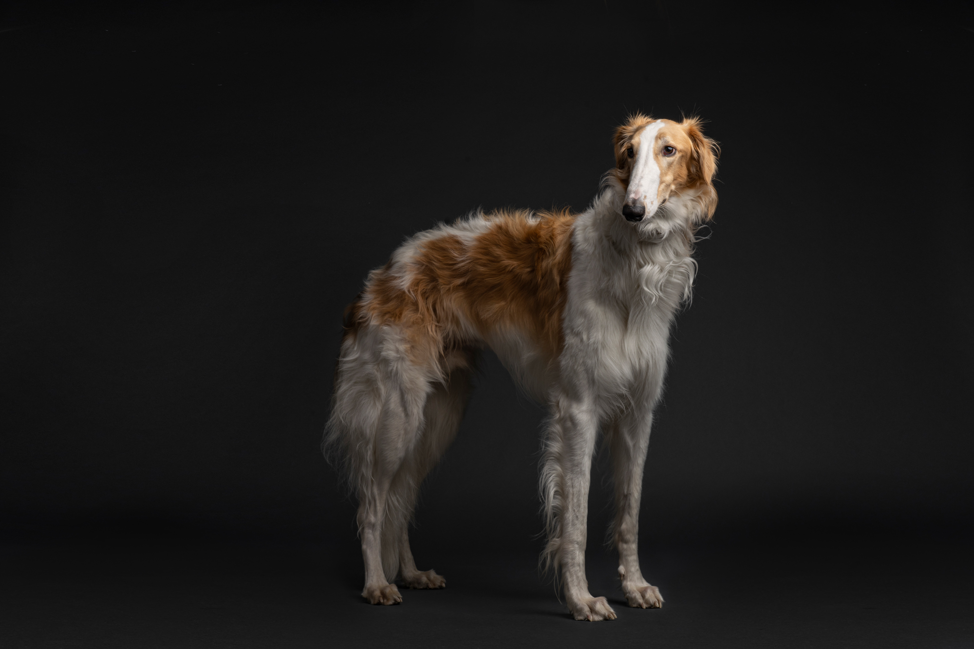 BORSOI DOG – Suhanoorrahman